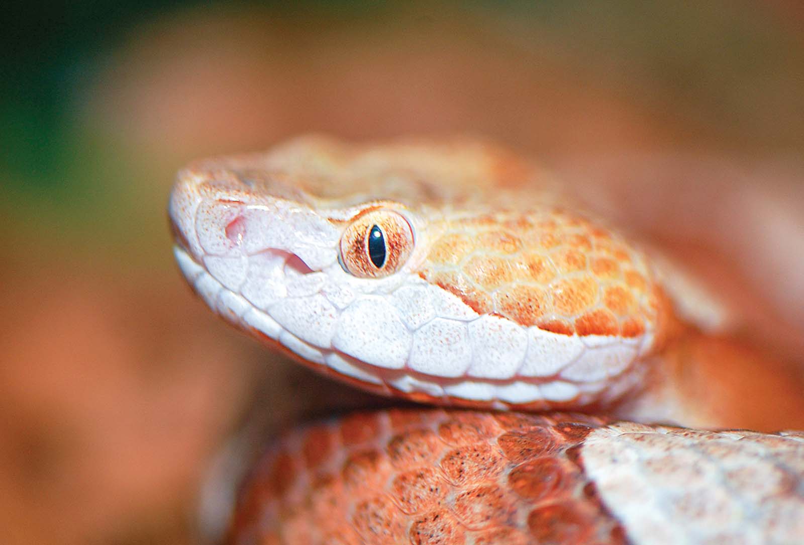 Copperhead Snake Eyes
