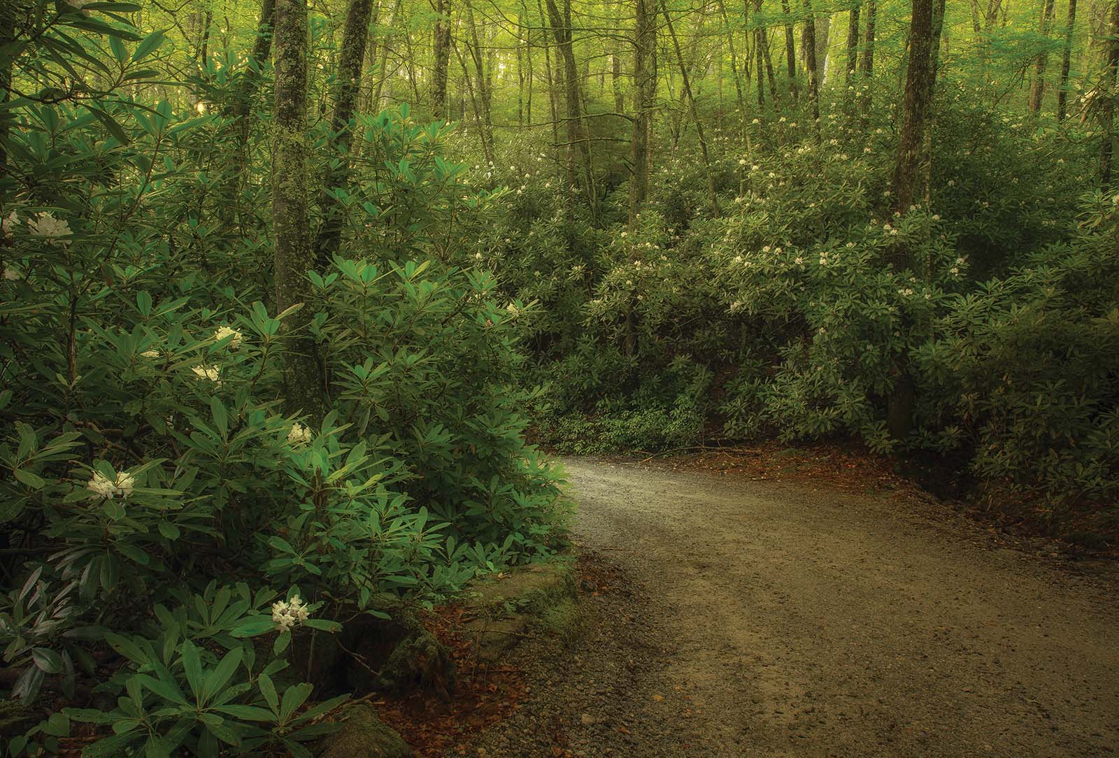 Terry Barnes Photography